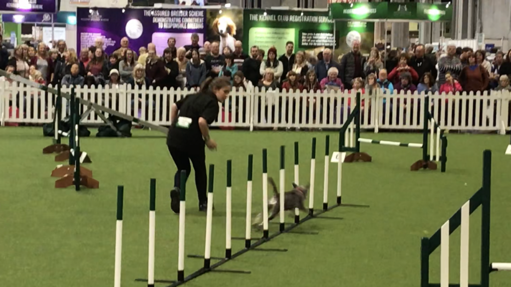 Crufts Experience for Y13 Student - John Masefield High School